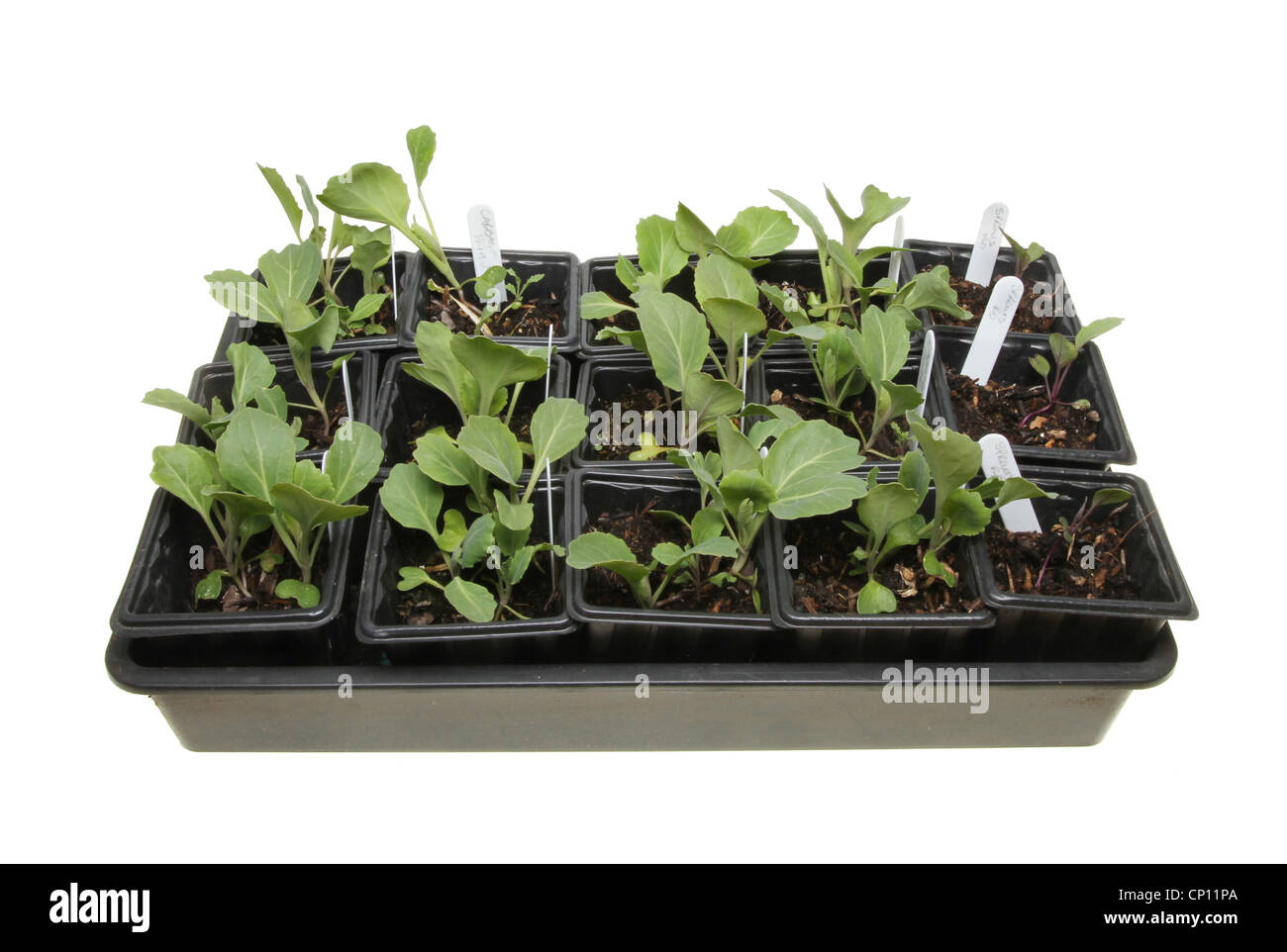 White cabbage seedling hi-res stock photography and images - Alamy