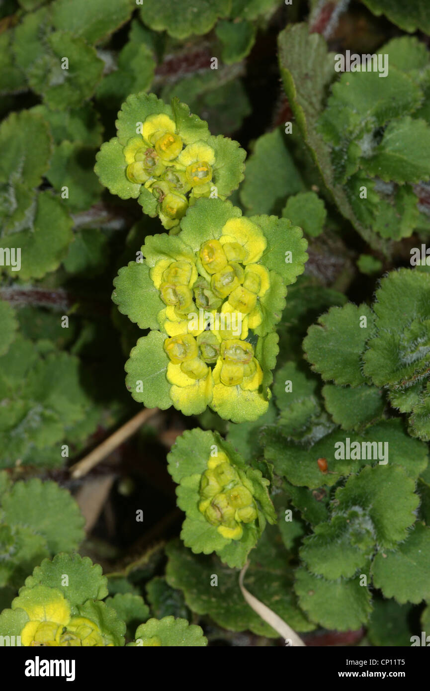 Chrysoplenium davidianum hi-res stock photography and images - Alamy