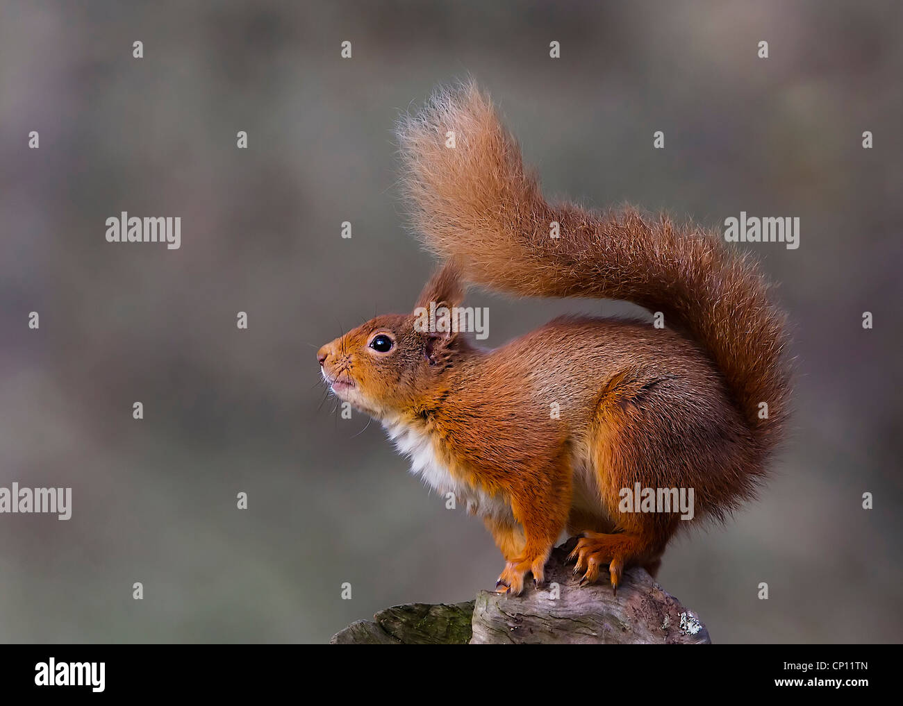 Red Squirrel ready t pounce in the Scottish HIghlands Stock Photo - Alamy