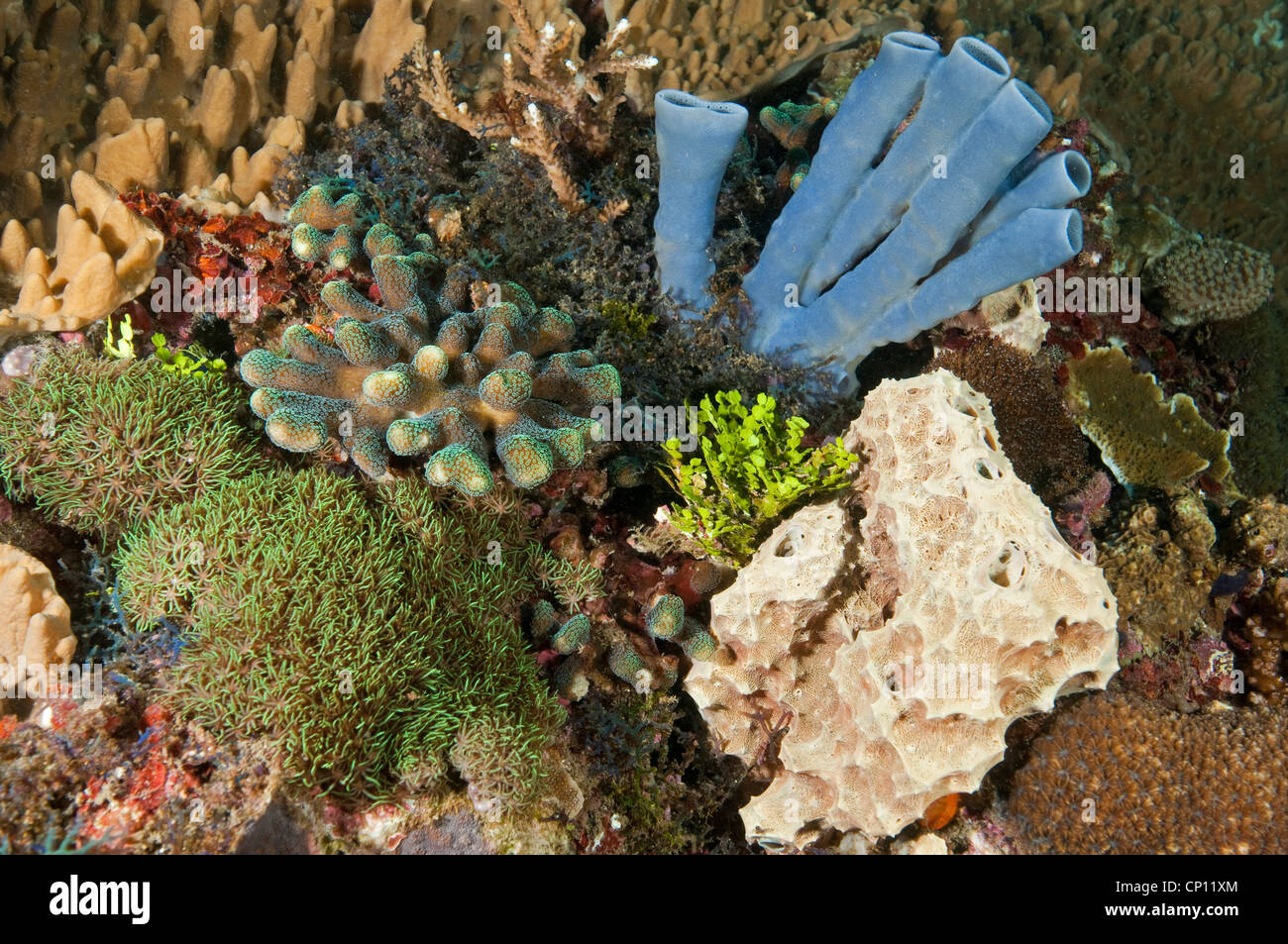 Helimeda hi-res stock photography and images - Alamy