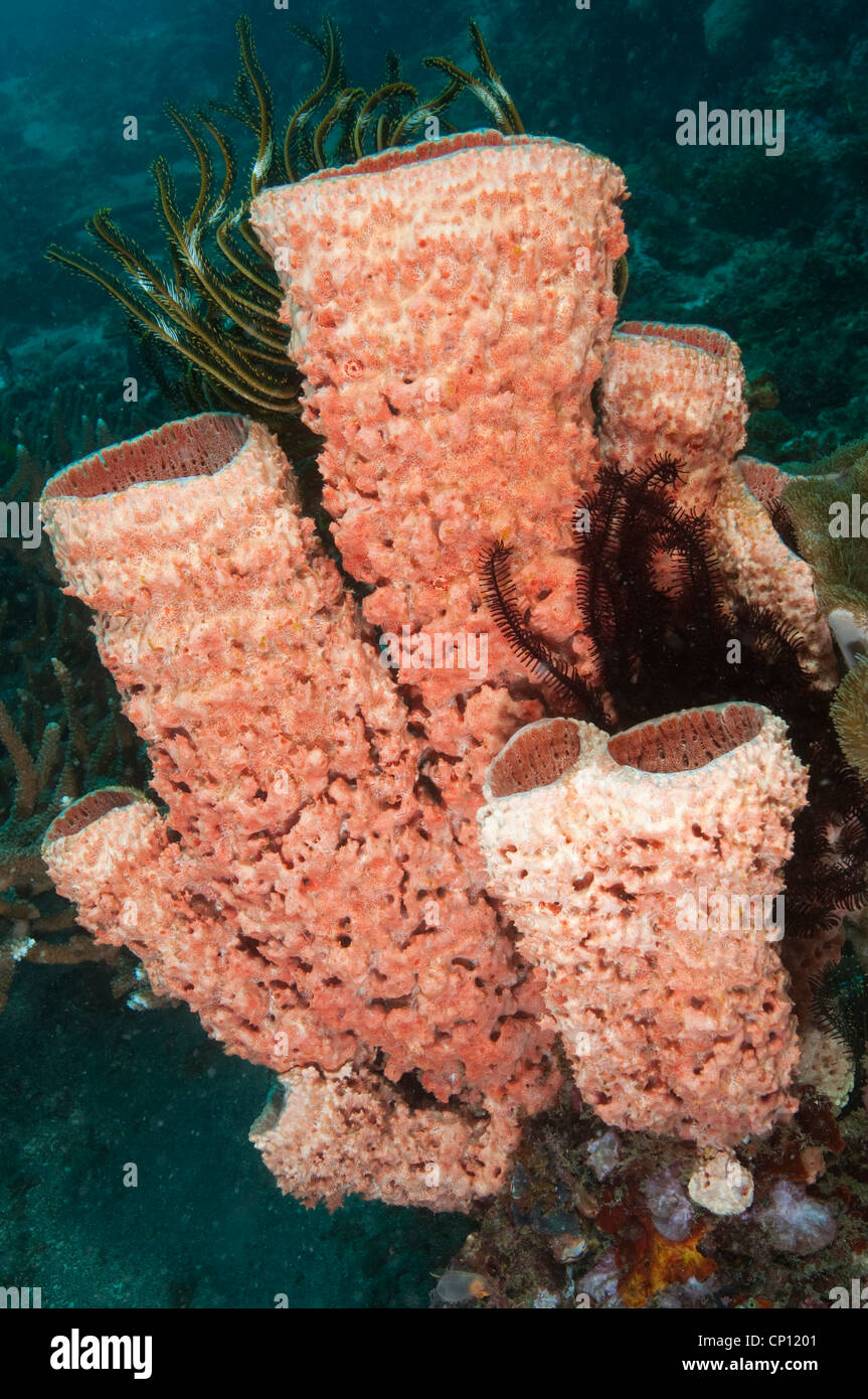 Clathria hi-res stock photography and images - Alamy