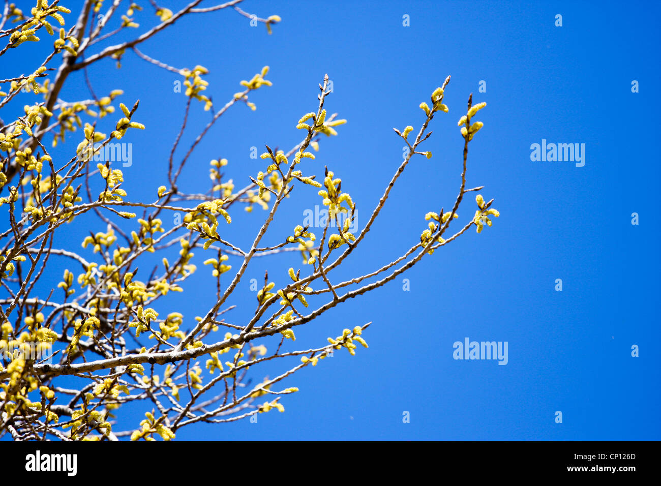 blue sky plant spring Stock Photo - Alamy