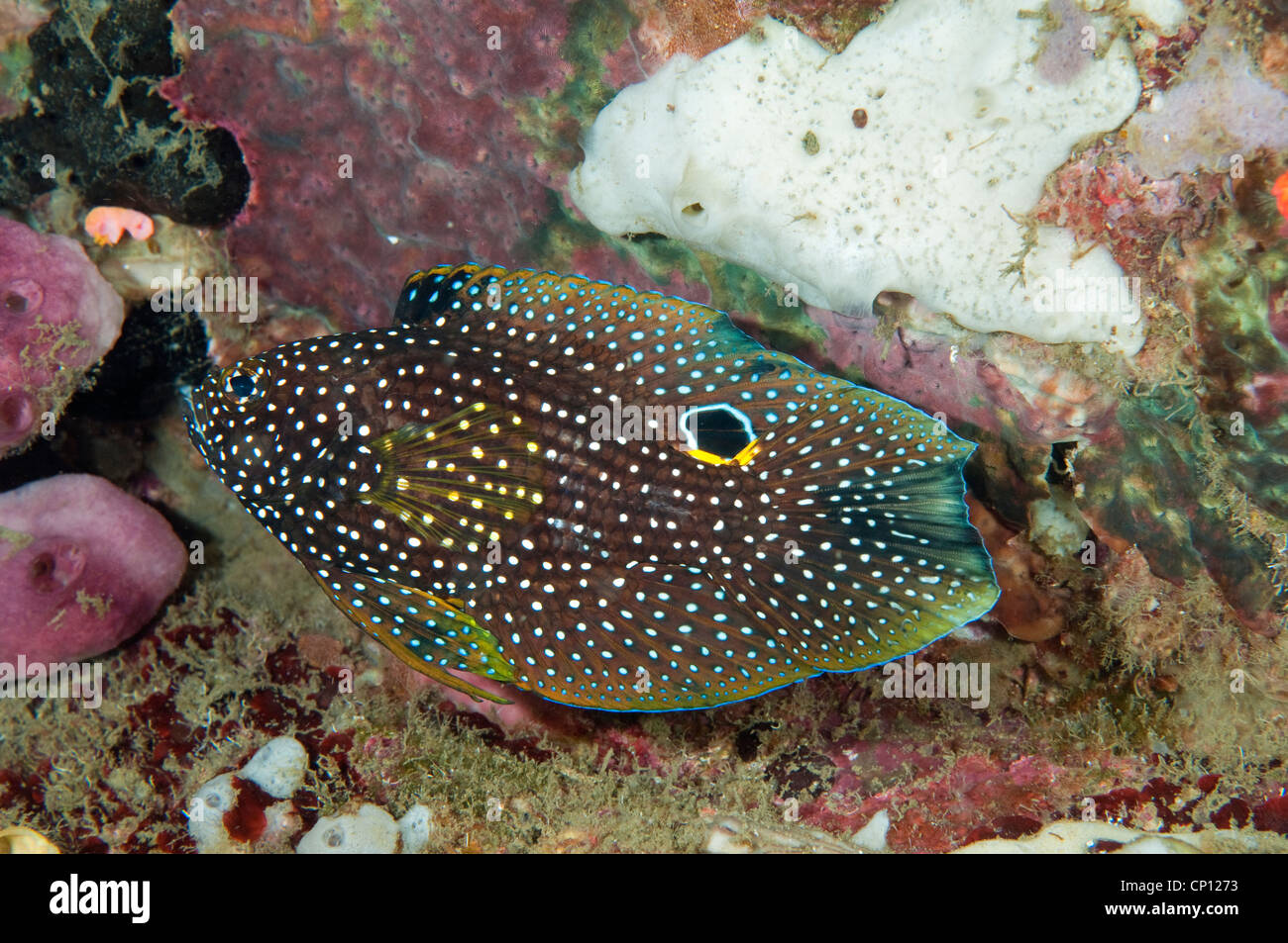 Comet fish, Calloplesiops altivelis, Sulawesi Indonesia Stock Photo - Alamy