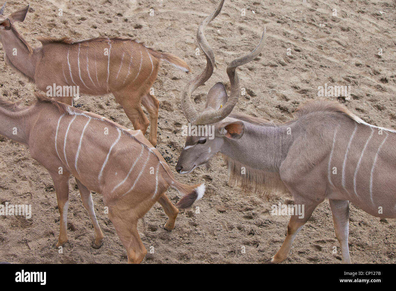 Kudu wielkie hi-res stock photography and images - Alamy
