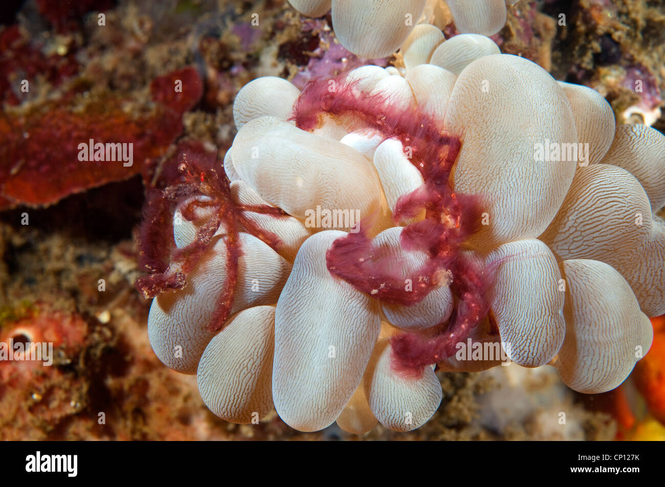 Algae crabs, Achaeus japonicus, in a bubble coral, Sulawesi Indonesia ...