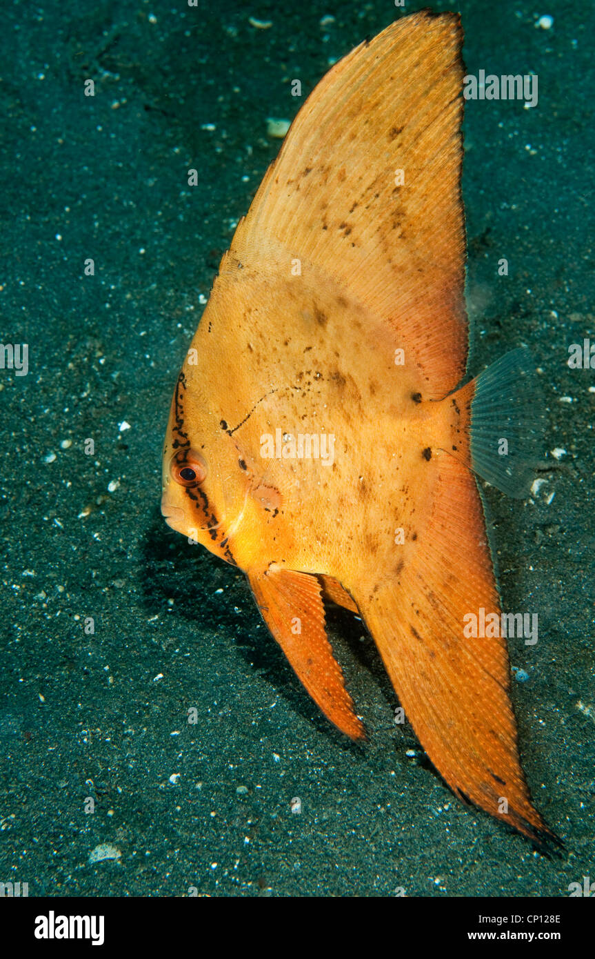 Juvenile circular batfish, Platax orbicularis, Lembeh Strait Sulawesi ...
