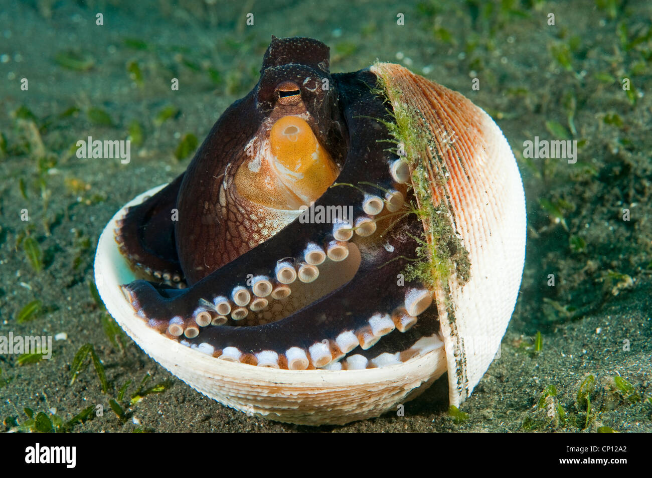 Veined octopus, Octopus marginatus, or Amphioctopus marginatus, hiding ...