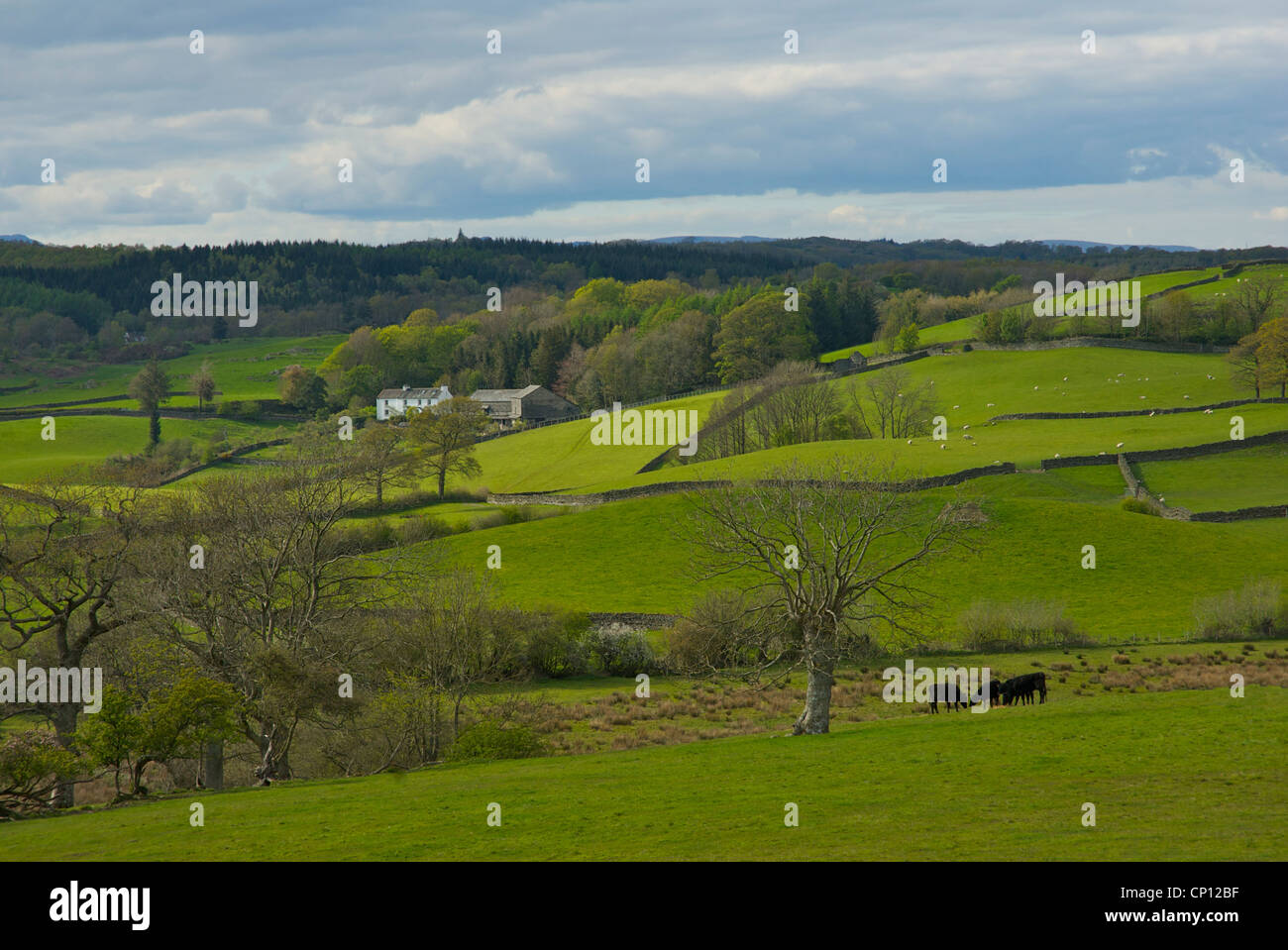 Cows in pasture near Bowland Bridge, looking towards Cartmel Fell ...