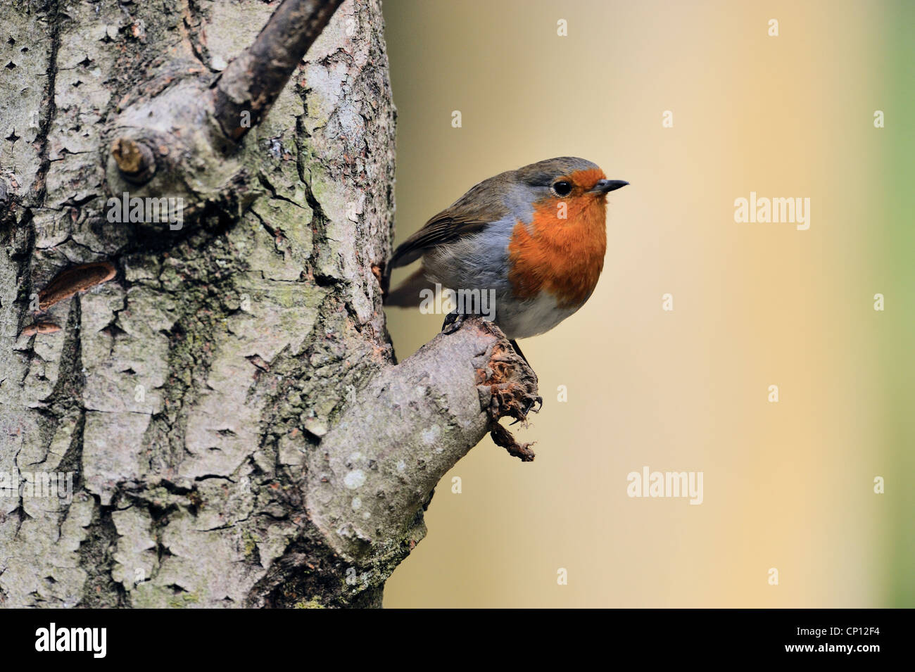 European Robin, Erithacus rubecula, on oak trunk, West Lothian ...