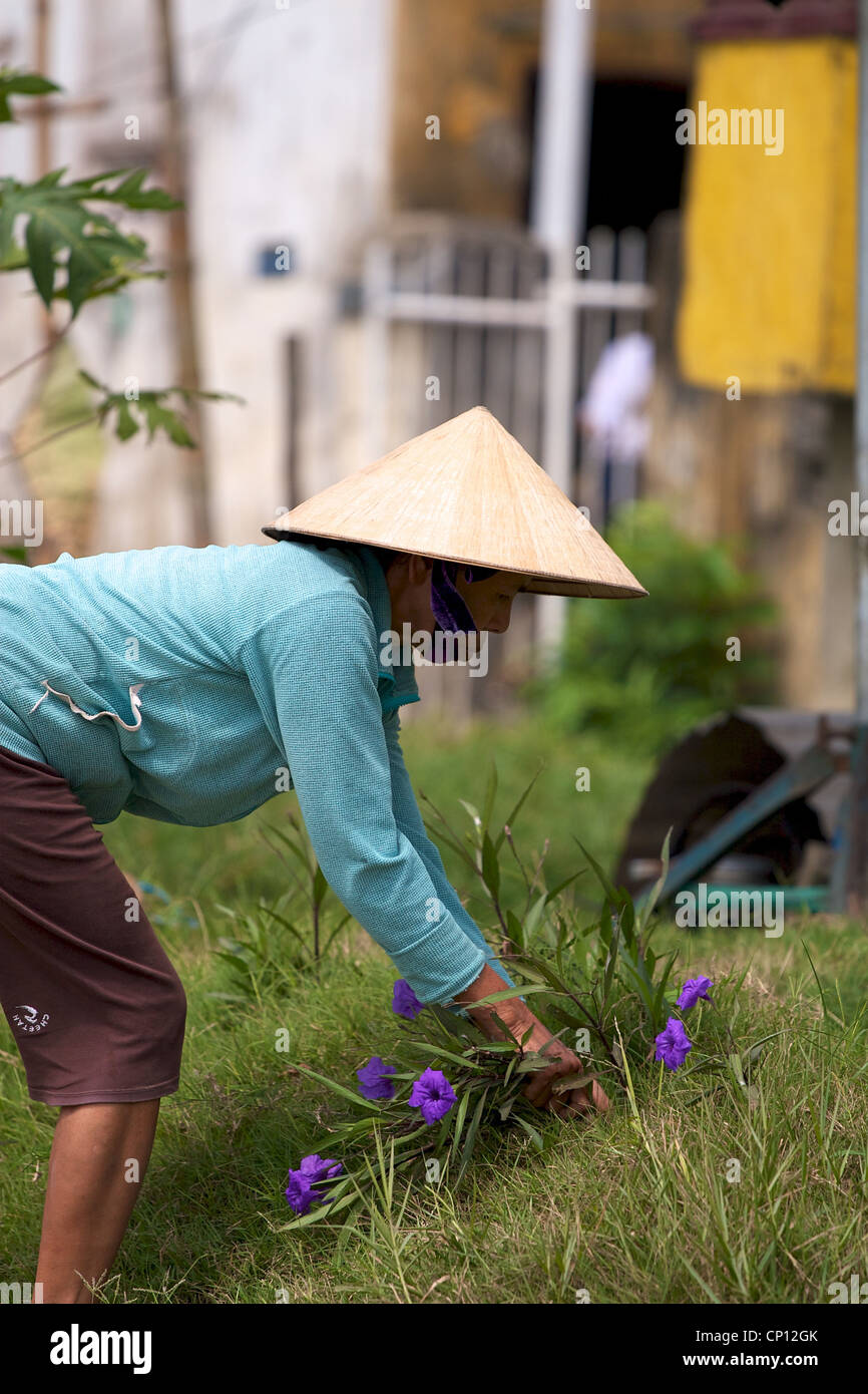 A local lady picking flowers in Hoi An, Vietnam Stock Photo - Alamy