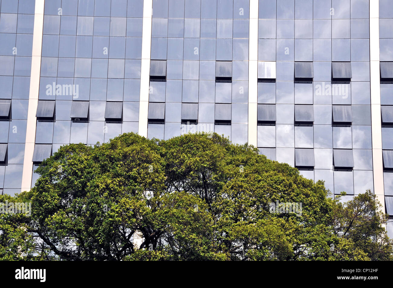 glass building facade and tree Rio de Janeiro Brazil Stock Photo - Alamy