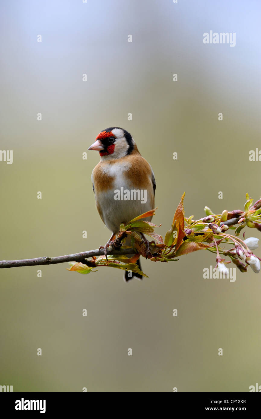 Lothian birds hi-res stock photography and images - Alamy