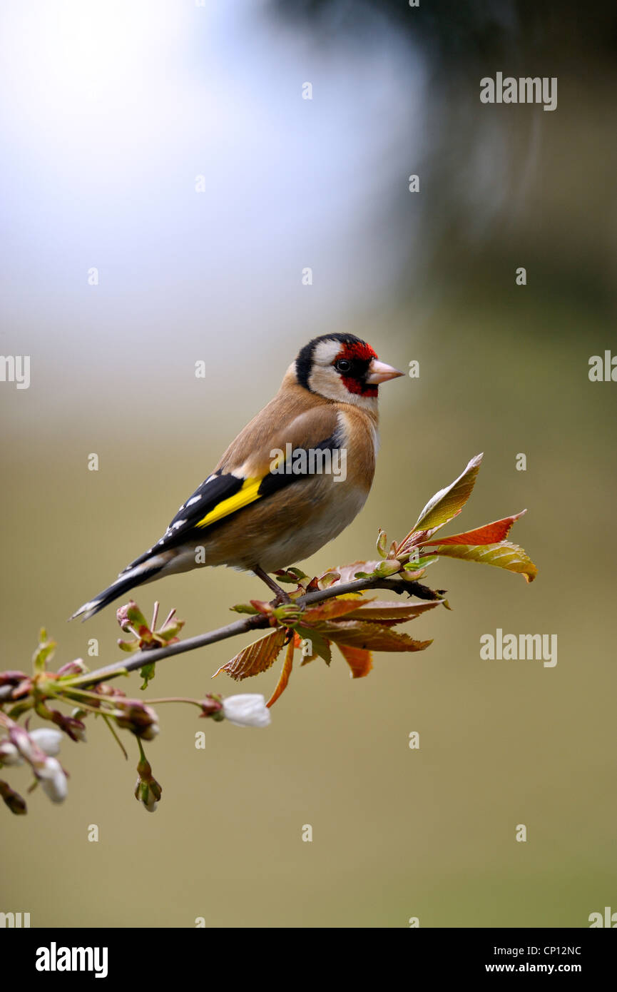 Lothian birds hi-res stock photography and images - Alamy