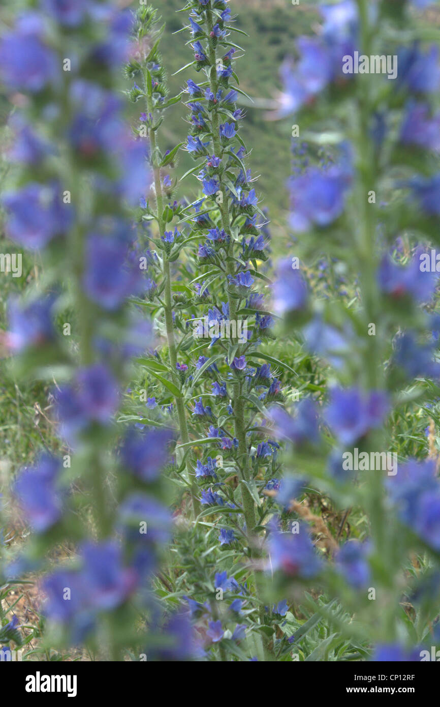 Sage salvia sp hi-res stock photography and images - Alamy