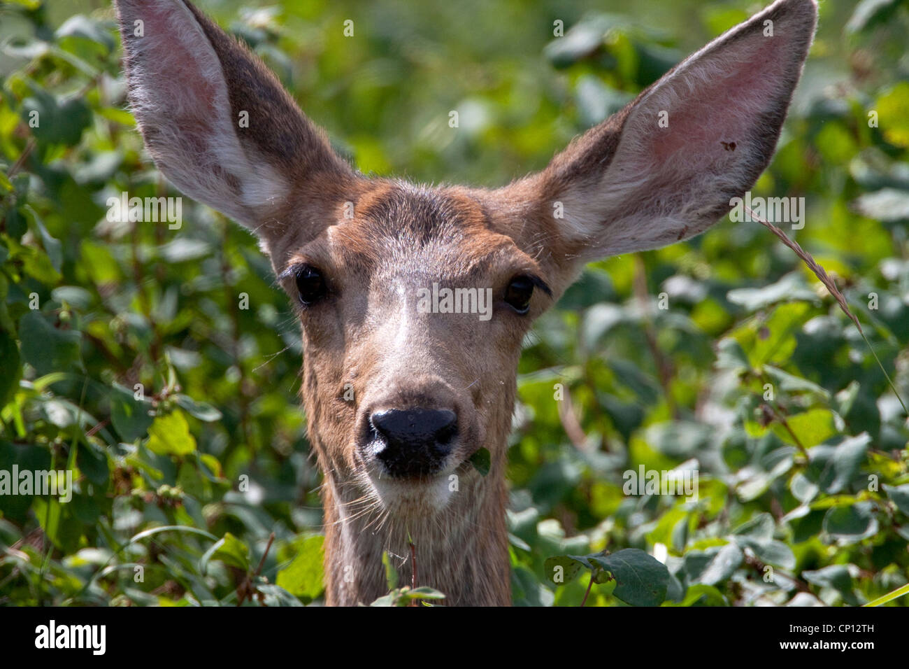 Doe mule deer hi-res stock photography and images - Alamy