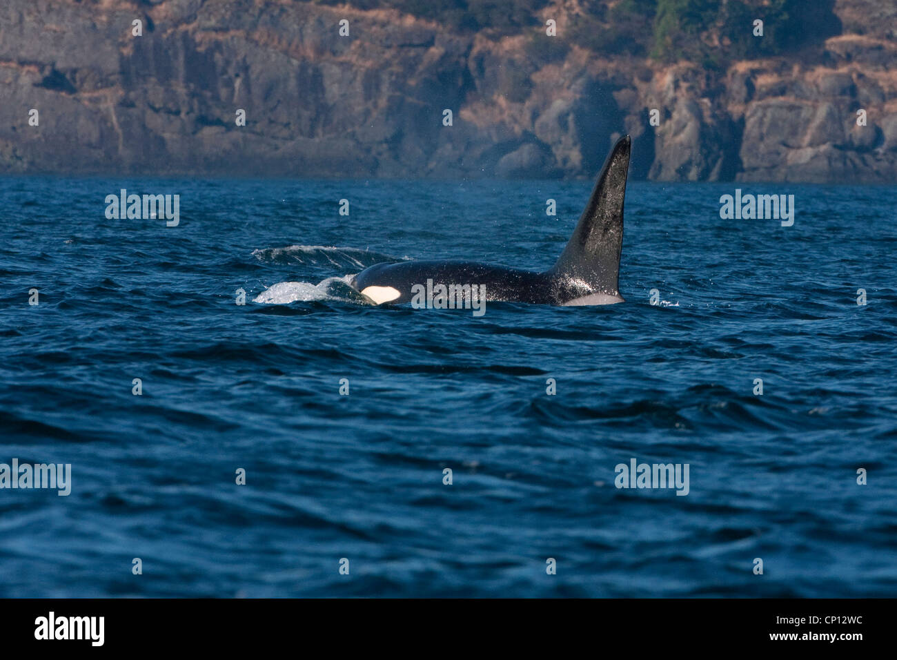 Orca killer whale family hi-res stock photography and images - Alamy