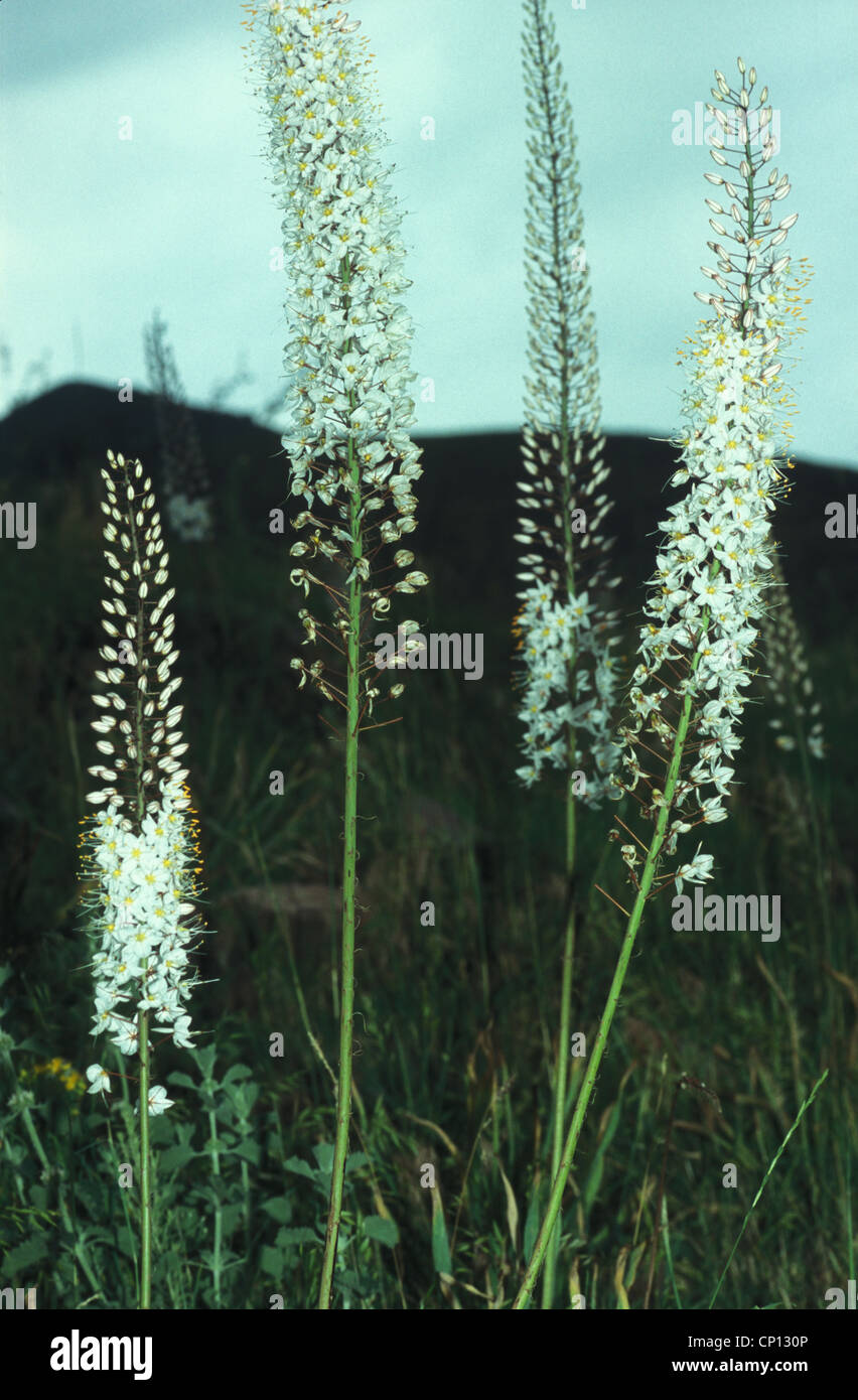 Tien-Shan Foxtail Lily, Eremurus tianshanicus, Tien-Shan mountains ...