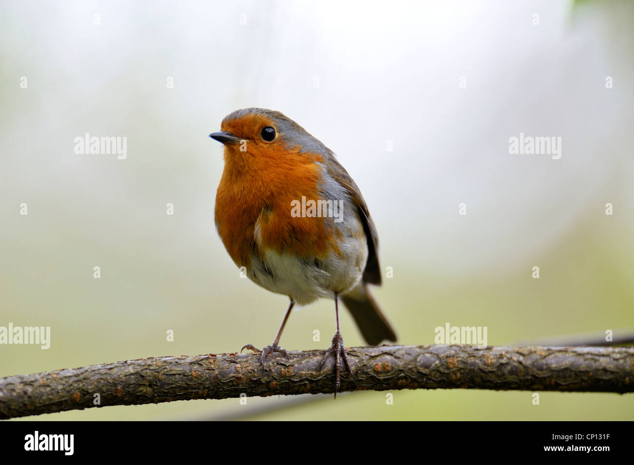 Erithacus rubecula bird birds hi-res stock photography and images - Alamy