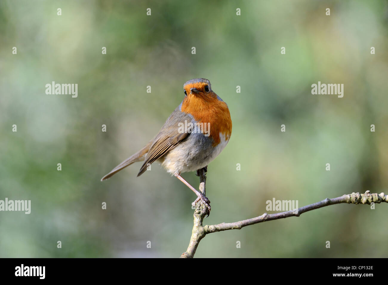 Birds scotland hi-res stock photography and images - Alamy