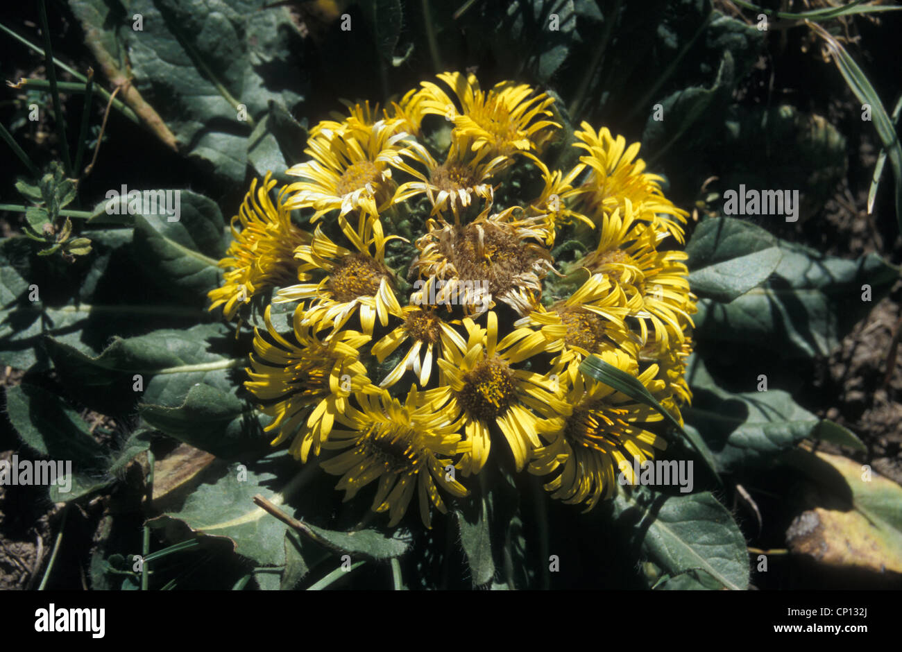 Inula rhizocephala, Tien-Shan mountains, southern Kyrgyzstan Stock ...