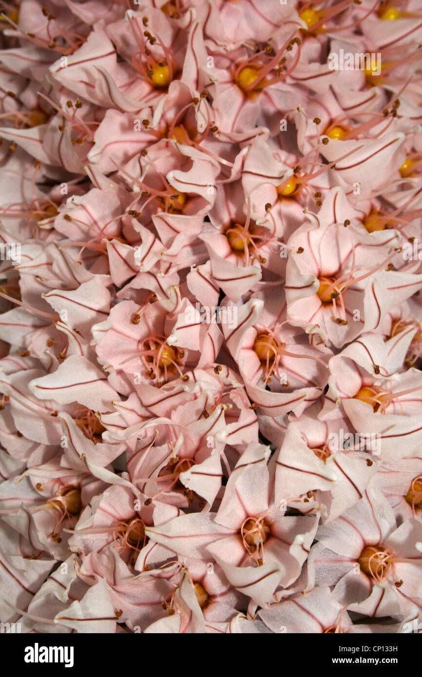 Alpine foxtail hi-res stock photography and images - Alamy