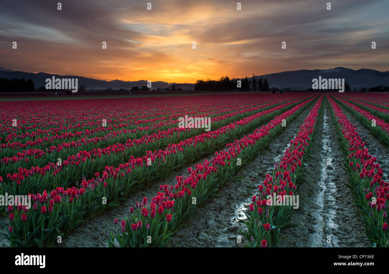 Skagit Valley Tulip Fields Washington High Resolution Stock Photography ...