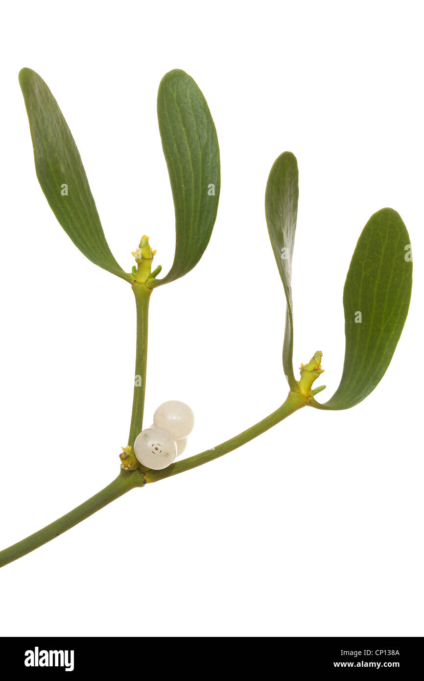 Mistletoe hi-res stock photography and images - Alamy