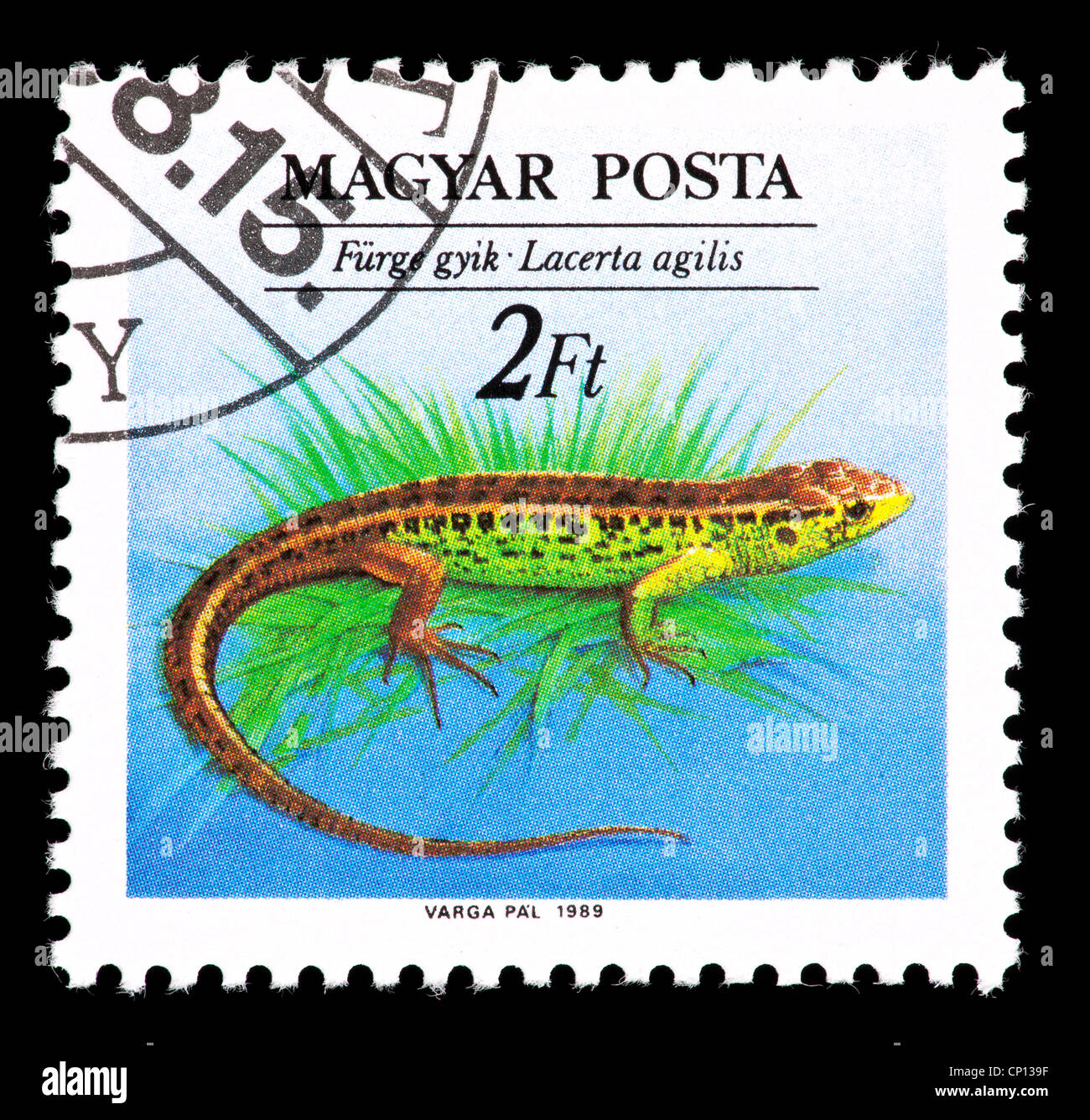 Postage stamp from Hungary depicting a sand lizard (Lacerta agilis ...