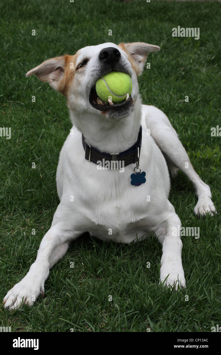 Dog with ball in mouth on white hi-res stock photography and images - Alamy