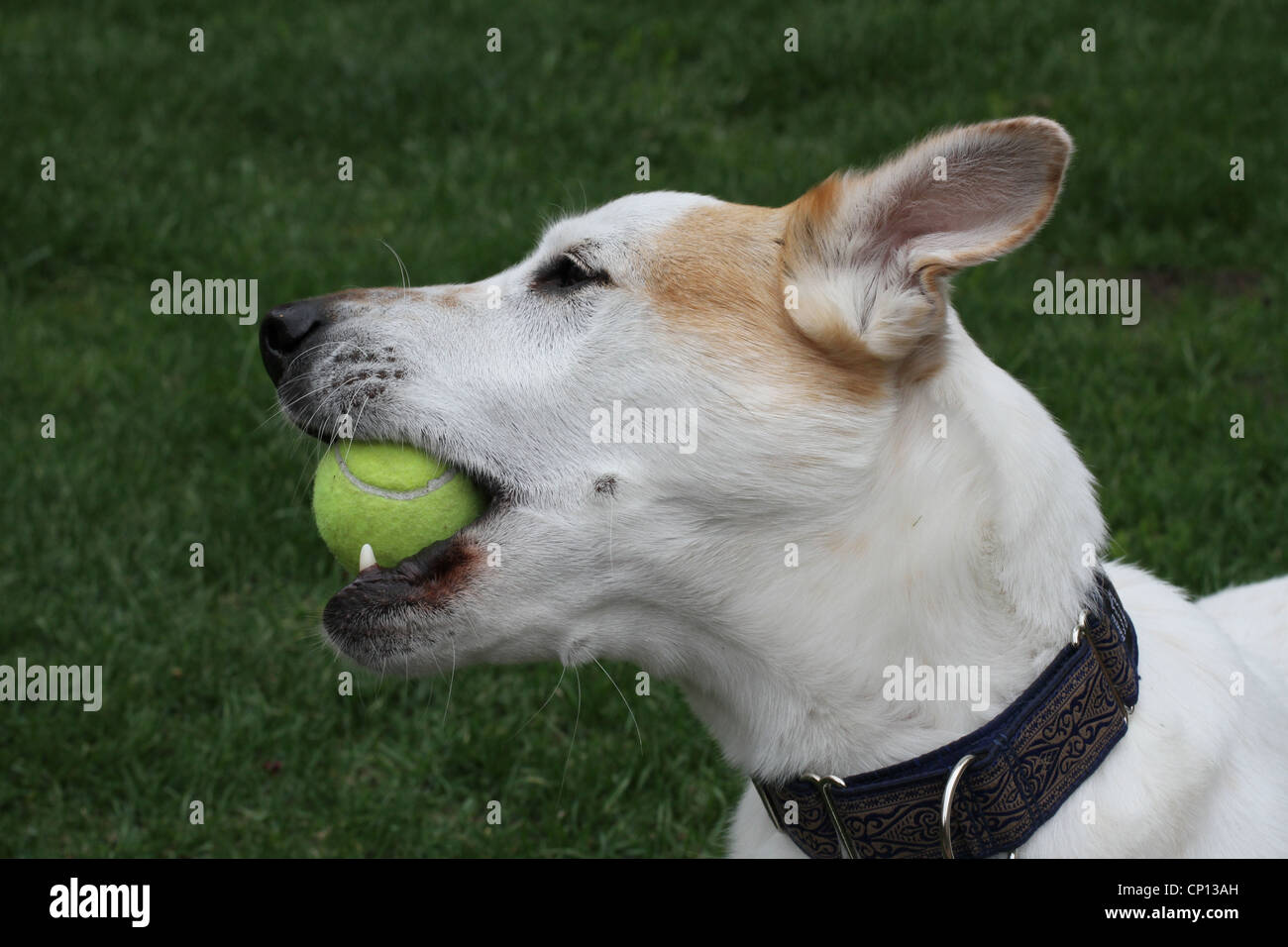 Tennis Ball In Dogs Mouth at Charli Fiaschi blog
