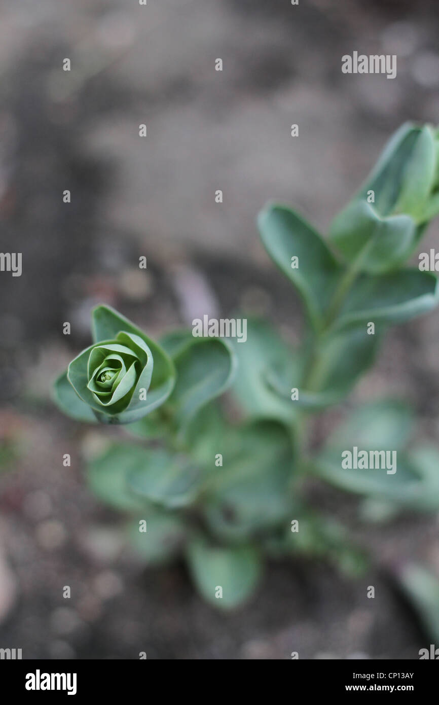 A close up of a green plant opening up Stock Photo - Alamy