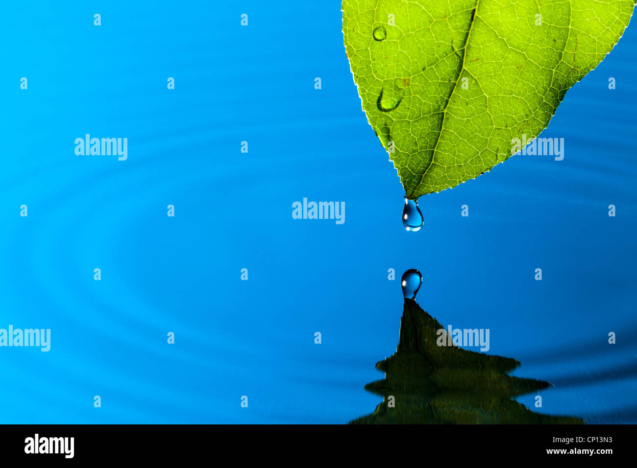 Green Leaf and Water Drop with Reflection Stock Photo - Alamy