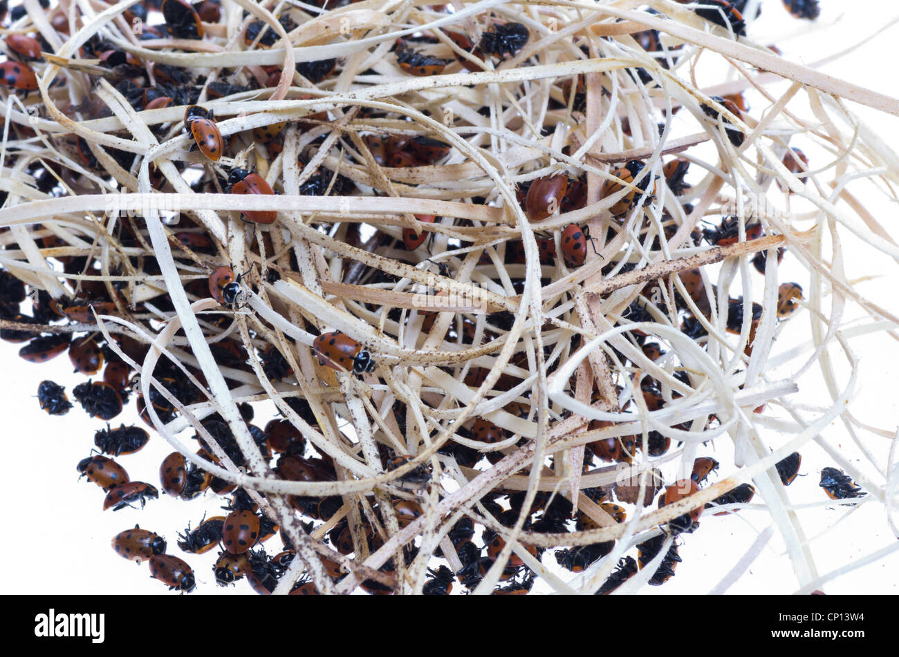A group of hibernating ladybug or ladybird beetles Stock Photo - Alamy