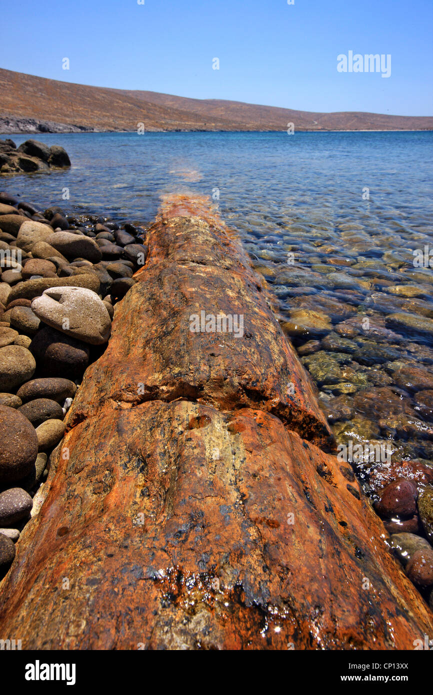 A petrified tree in a beach close to Sigri town, in one of the Geoparks ...