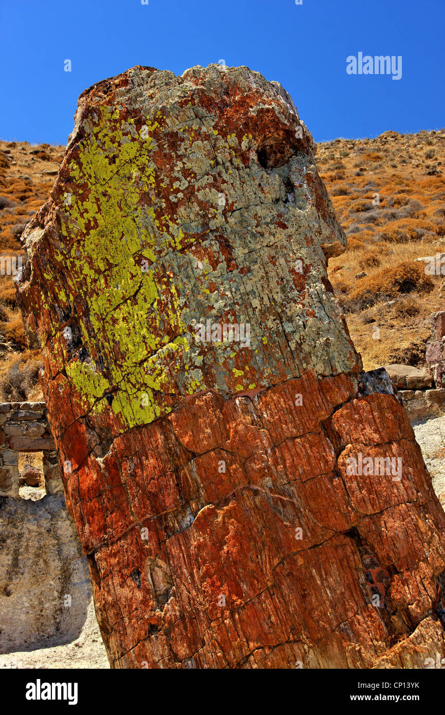 A petrified tree in the petrified forest near Sigri village, Lesvos ...