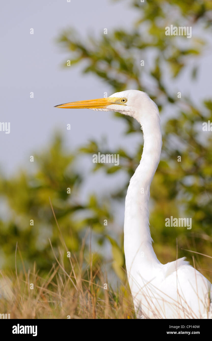 Great White Egret sticking his neck out in front of bushes in the ...