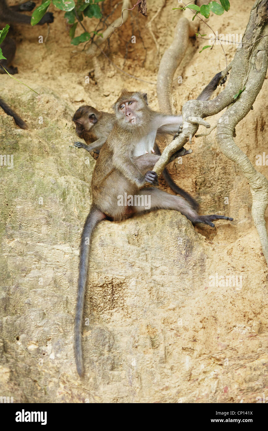 macaque monkey sitting on roots of big tree Stock Photo - Alamy