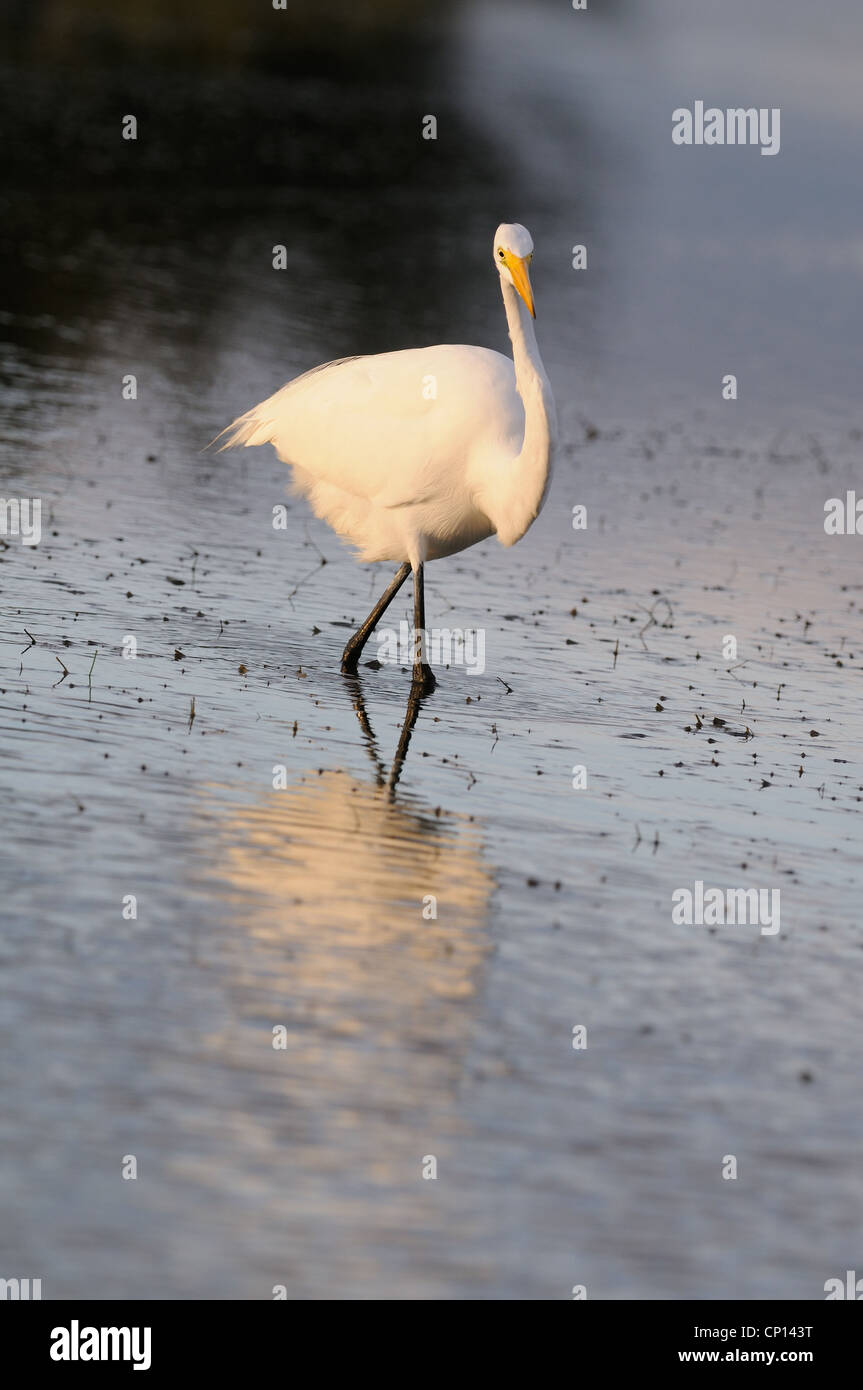 Great White Egret sticking his neck out in front of bushes in the ...