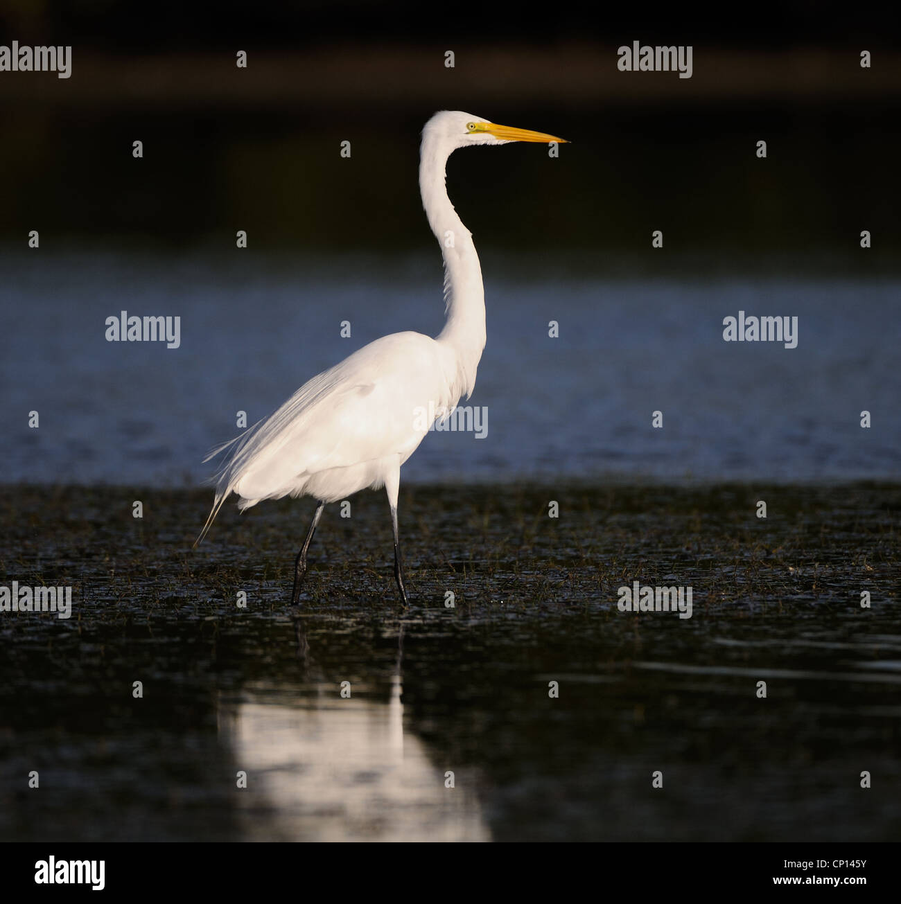 Great White Egret sticking his neck out in front of bushes in the ...