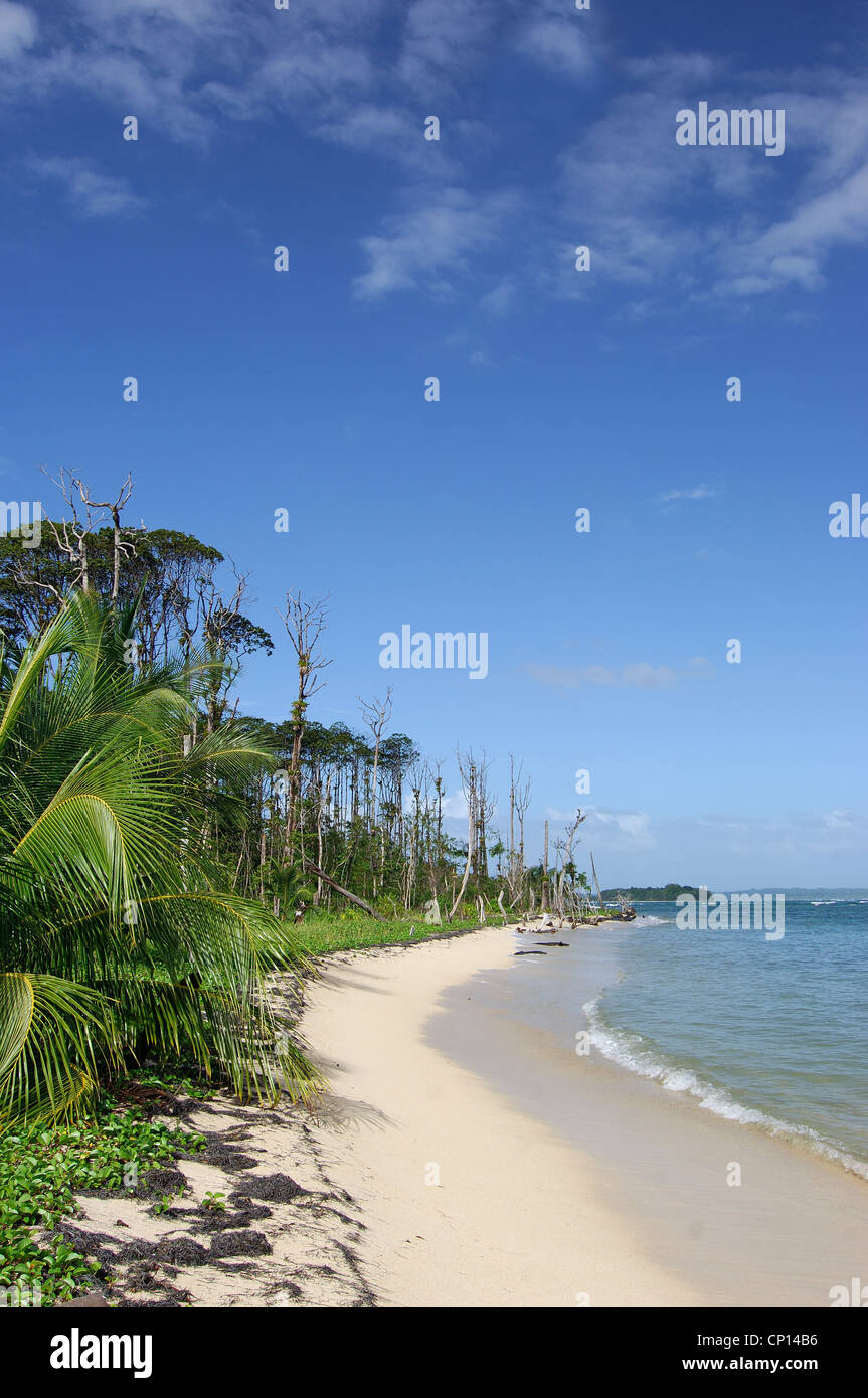 Tropical white sand beach with palm Stock Photo - Alamy