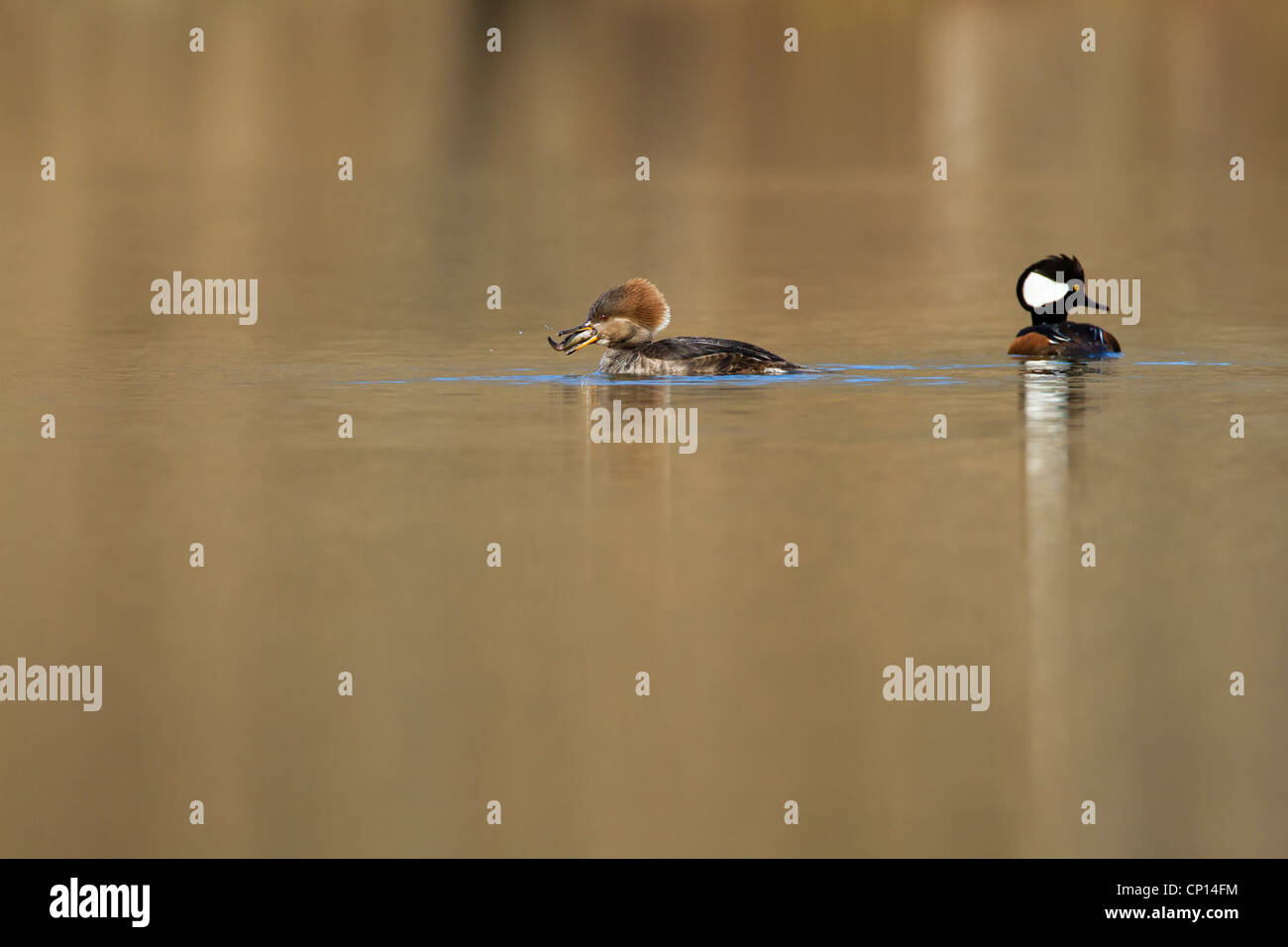 Hen fish hi-res stock photography and images - Alamy