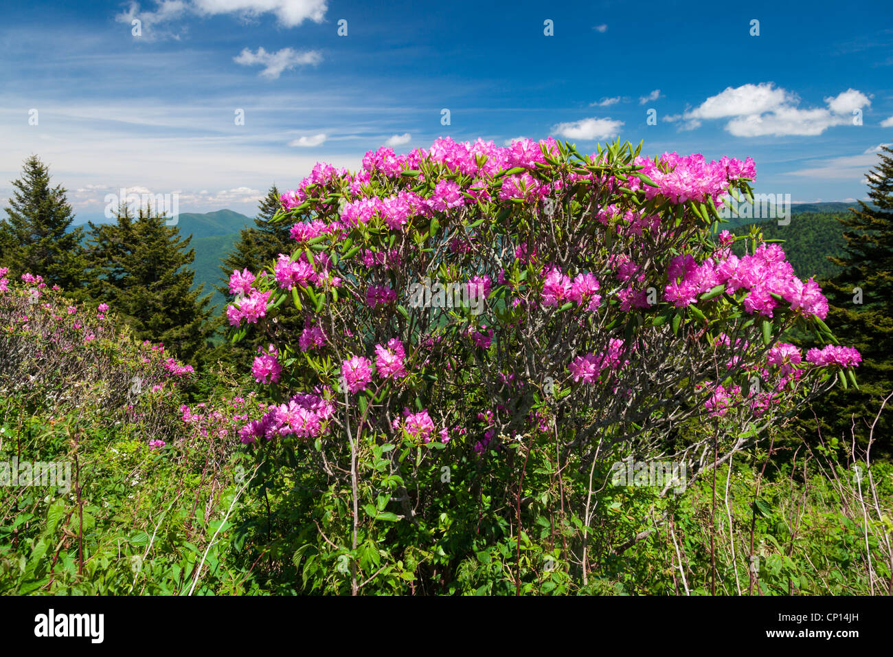 Catawba rhododendron rhododendron catawbiense hi-res stock photography ...