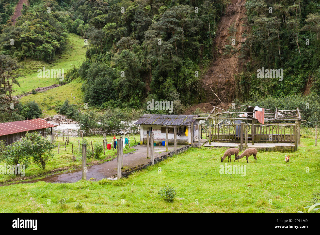 Llamas on rural homestead in Ecuador Stock Photo - Alamy