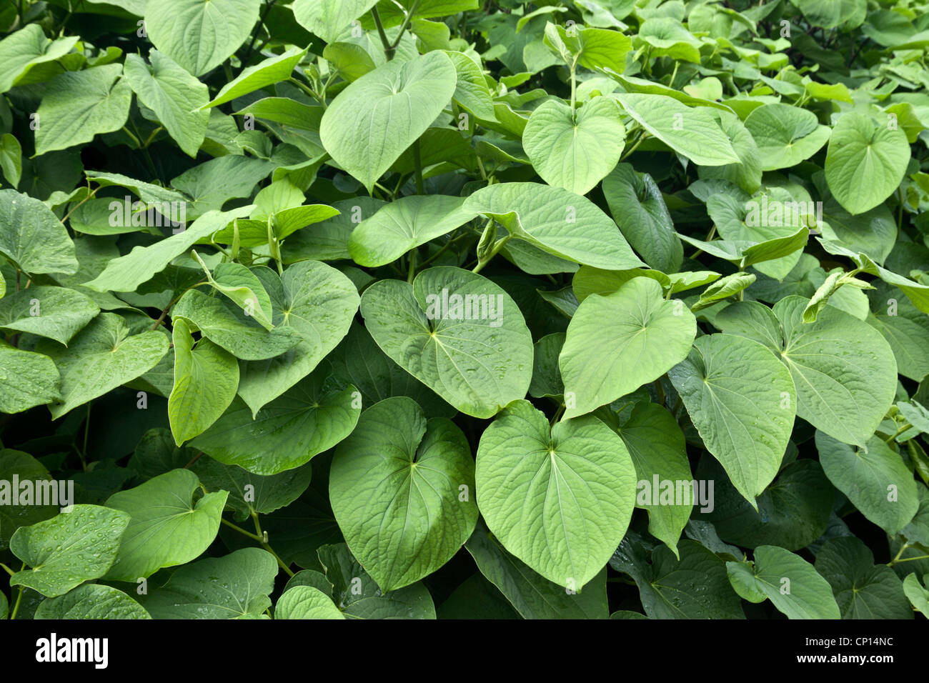 Sakau hi-res stock photography and images - Alamy