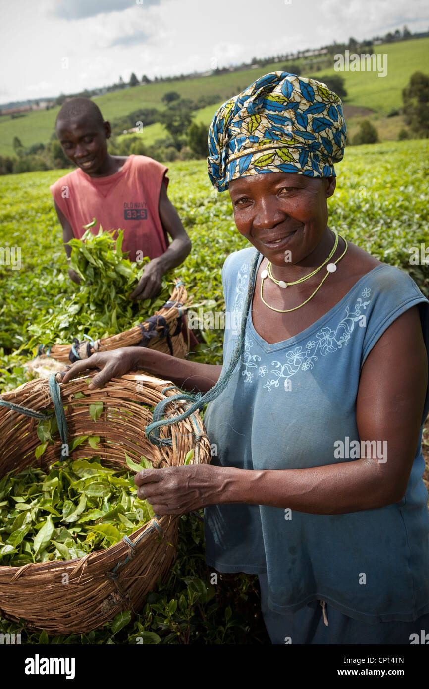 Tea plantation fort portal uganda hi-res stock photography and images ...