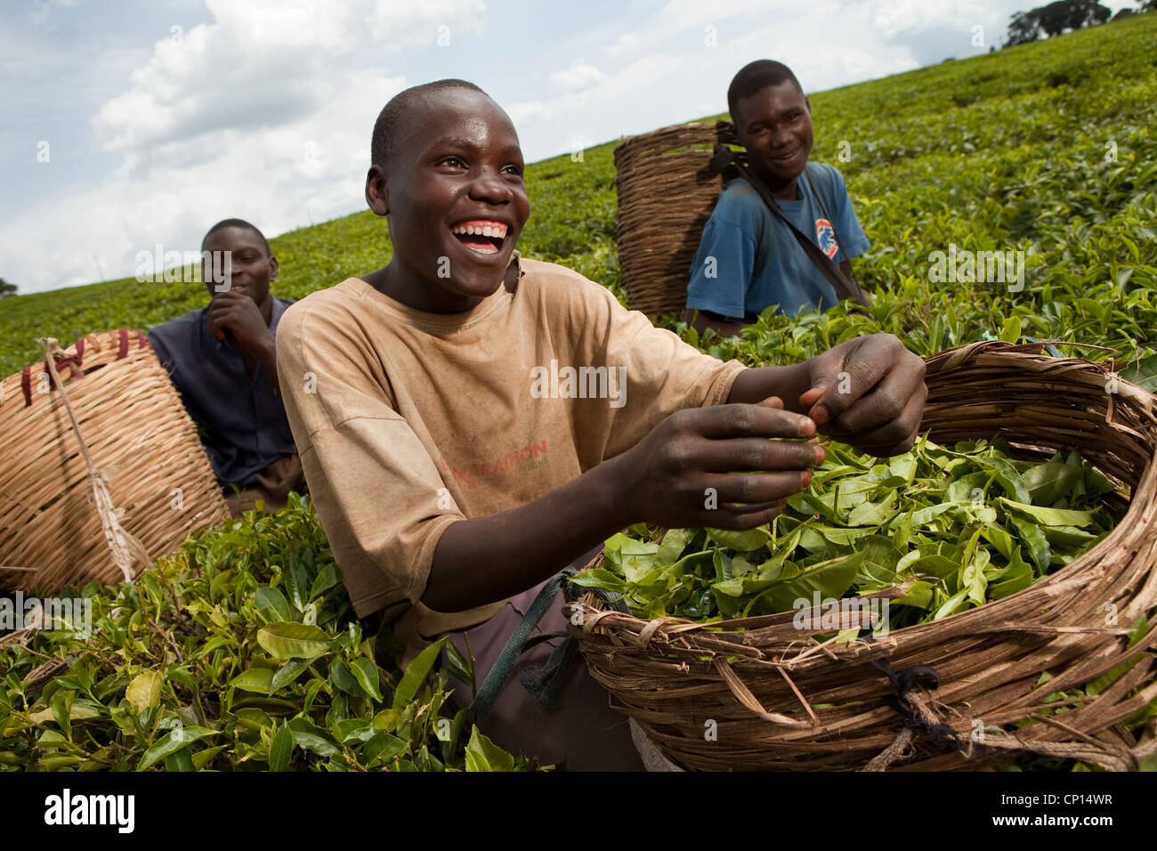 Workers harvest fresh tea leaves in the fields of Fort Portal, Uganda ...