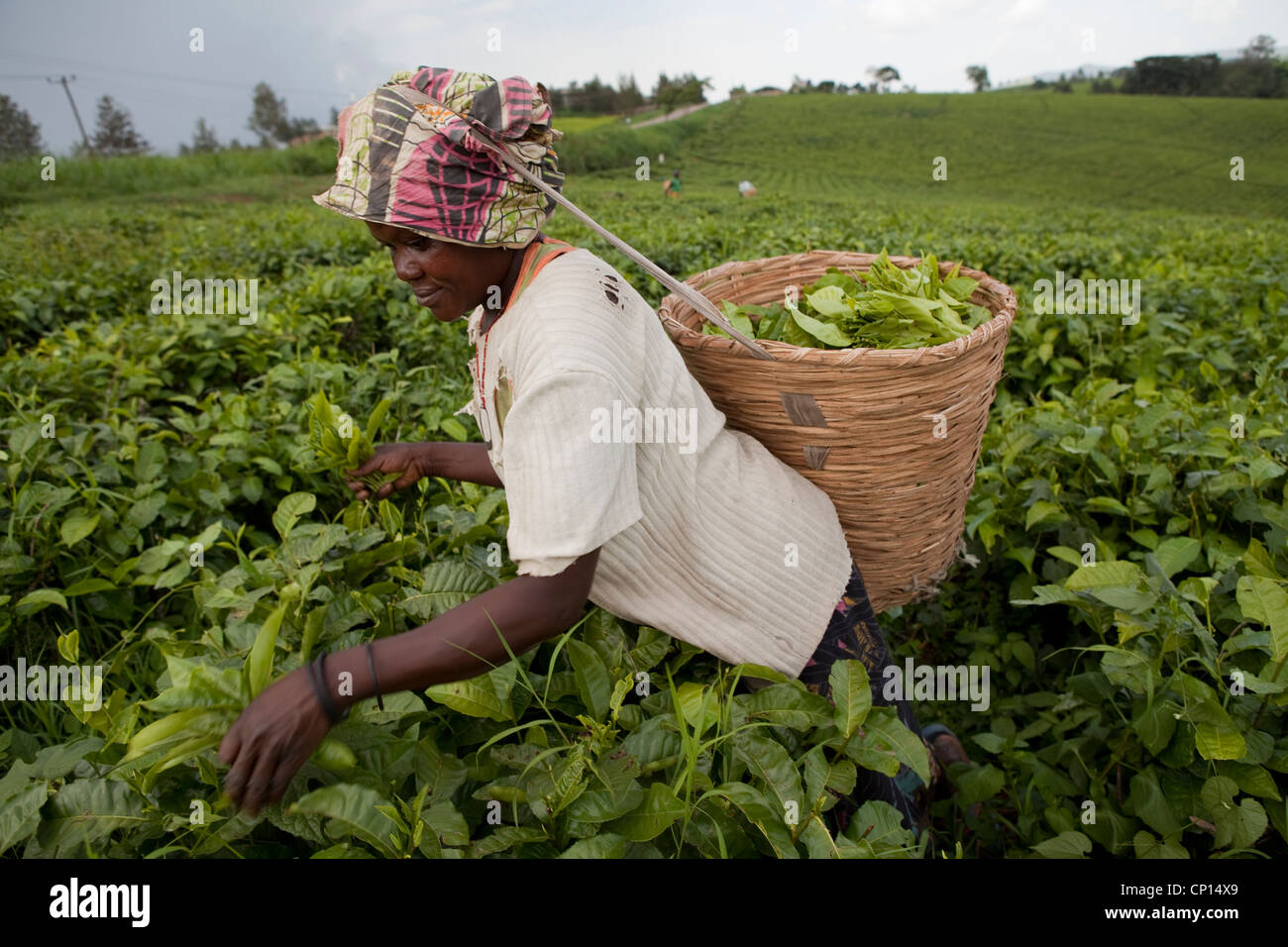 Workers harvest fresh tea leaves in the fields of Fort Portal, Uganda ...