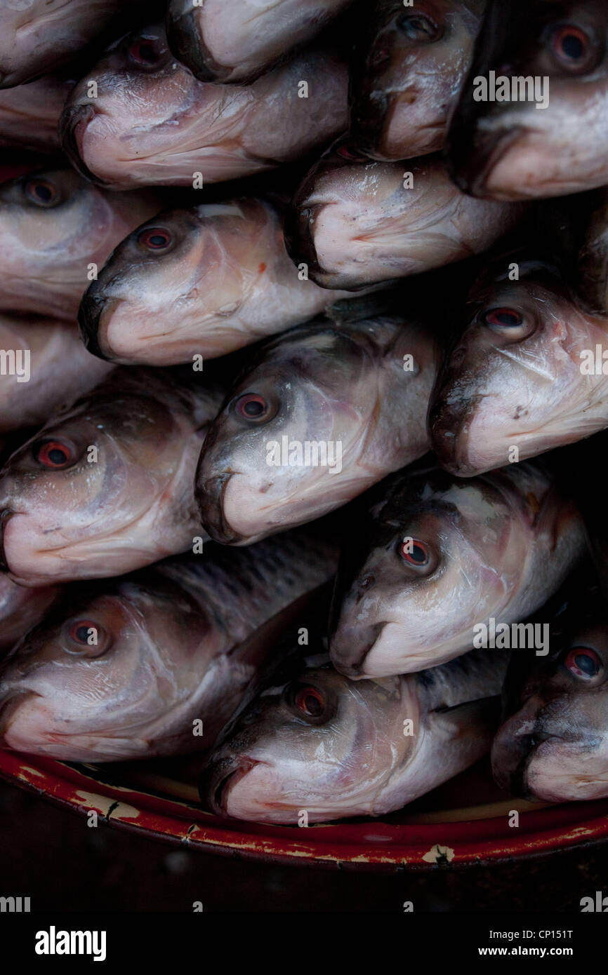 Fish for sale at a local outdoor market in Yangon, Burma Myanmar Stock ...
