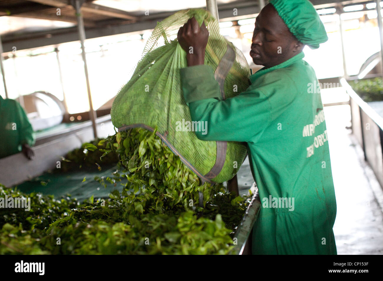 Tea factory africa conveyor hi-res stock photography and images - Alamy