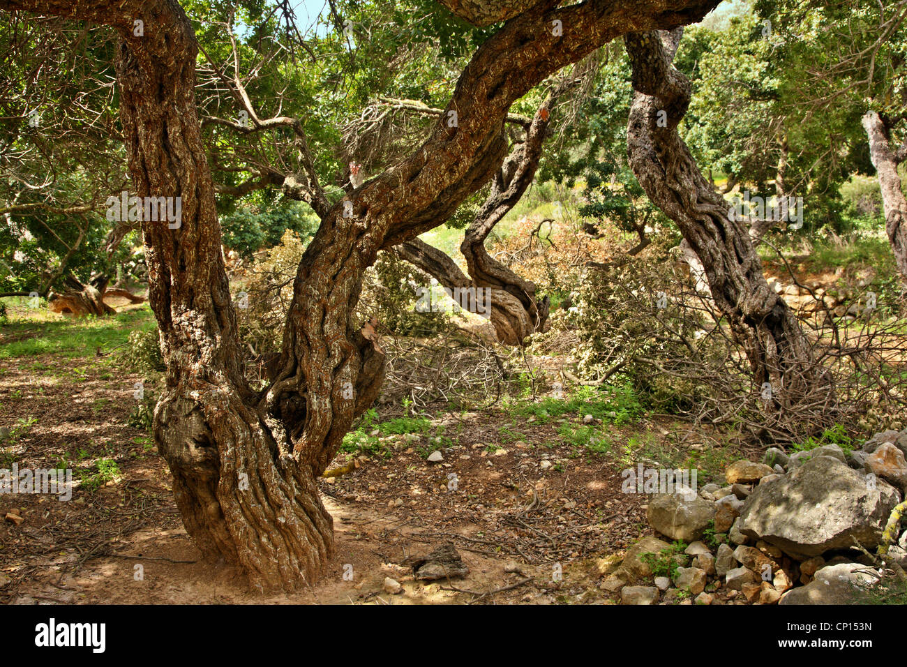 Mastic tree hi-res stock photography and images - Alamy